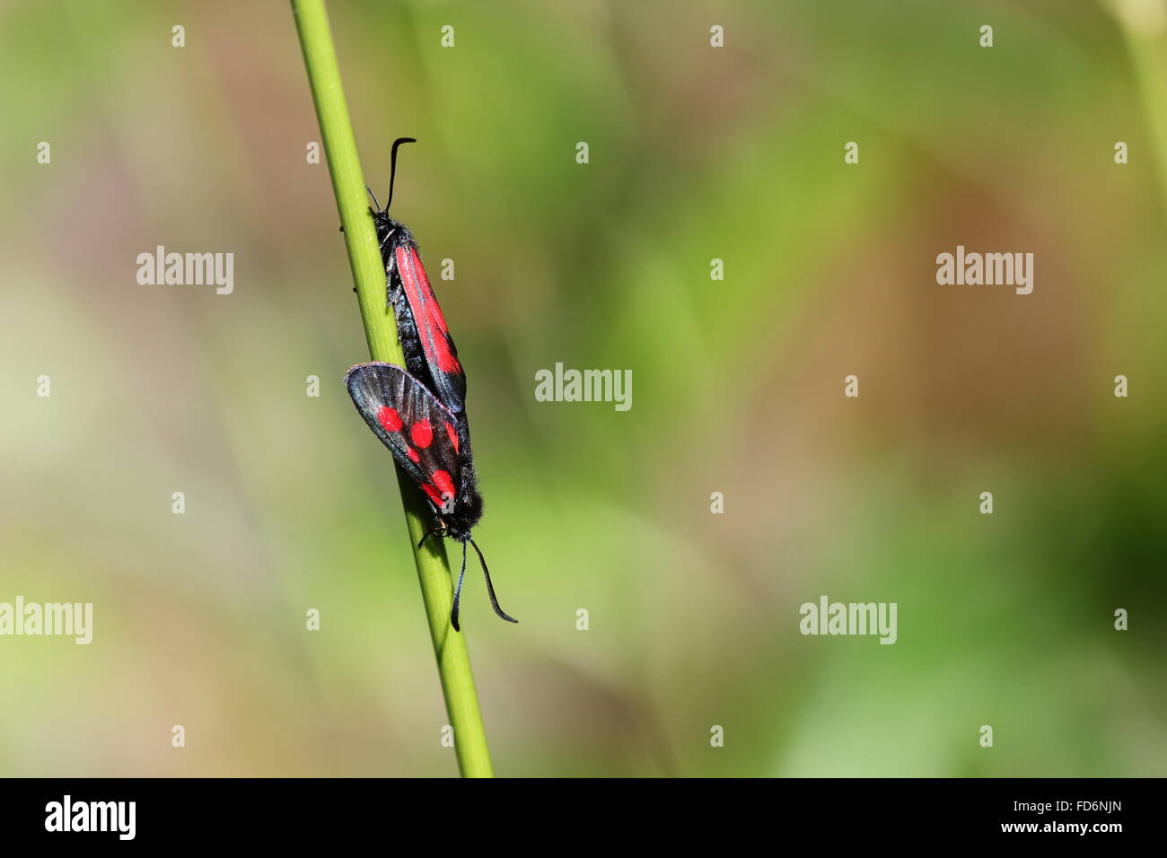 Insects On Stem High Resolution Stock Photography and Images - Alamy