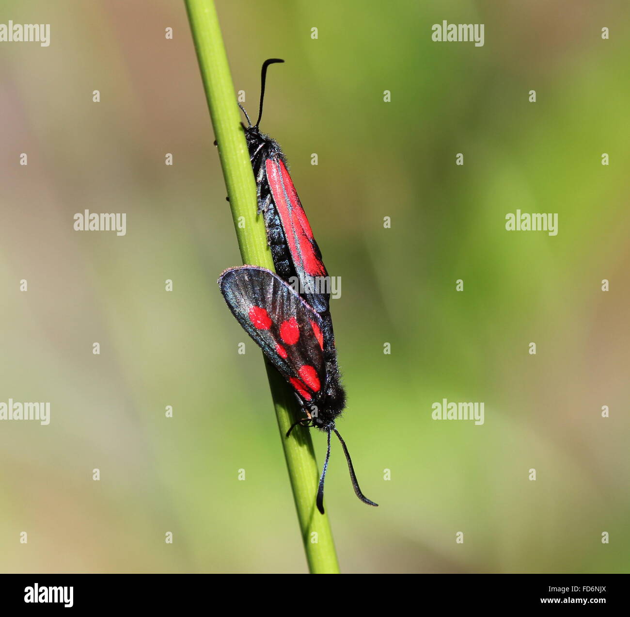 Insects On Stem High Resolution Stock Photography and Images - Alamy