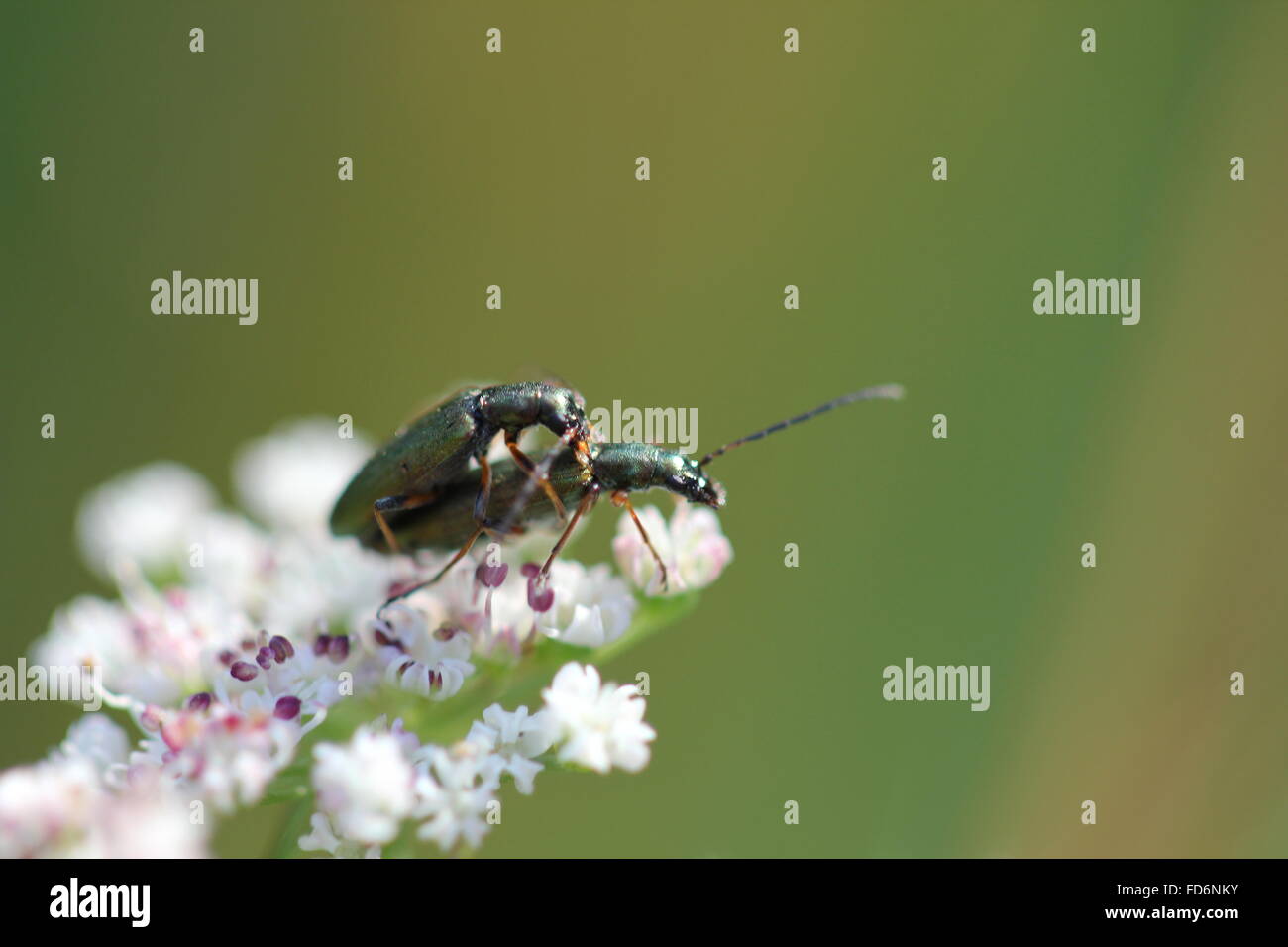 Female mating behavior hi-res stock photography and images - Alamy