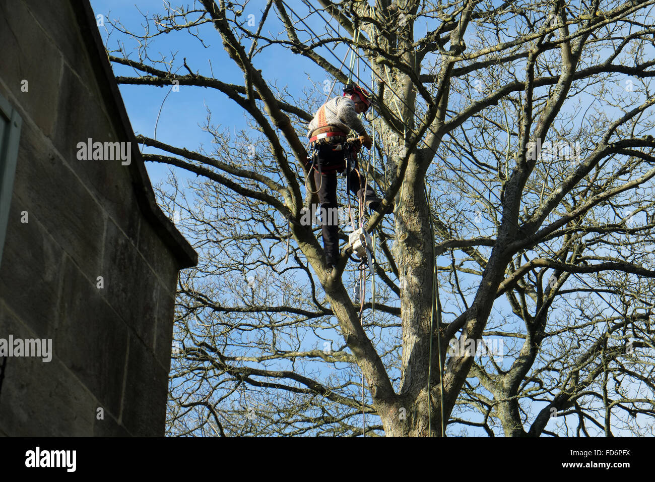 Suburban tree hi-res stock photography and images - Alamy