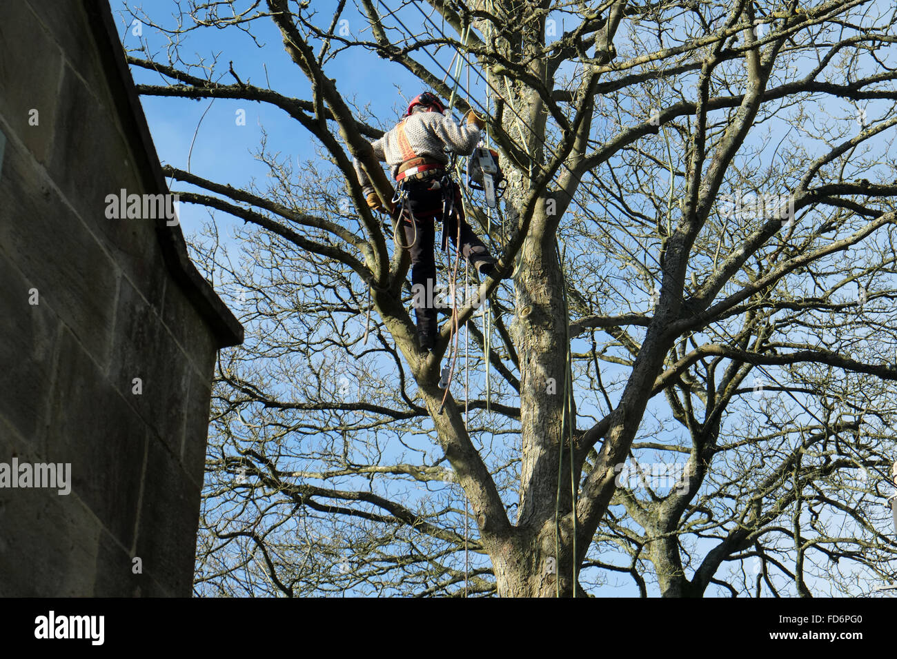 Tree surgeon at work high in a suburban tree in garden in Bath Stock ...