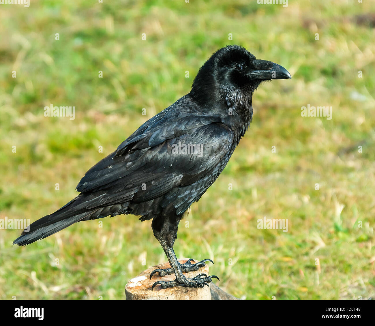 Portrait large black common raven hi-res stock photography and images ...