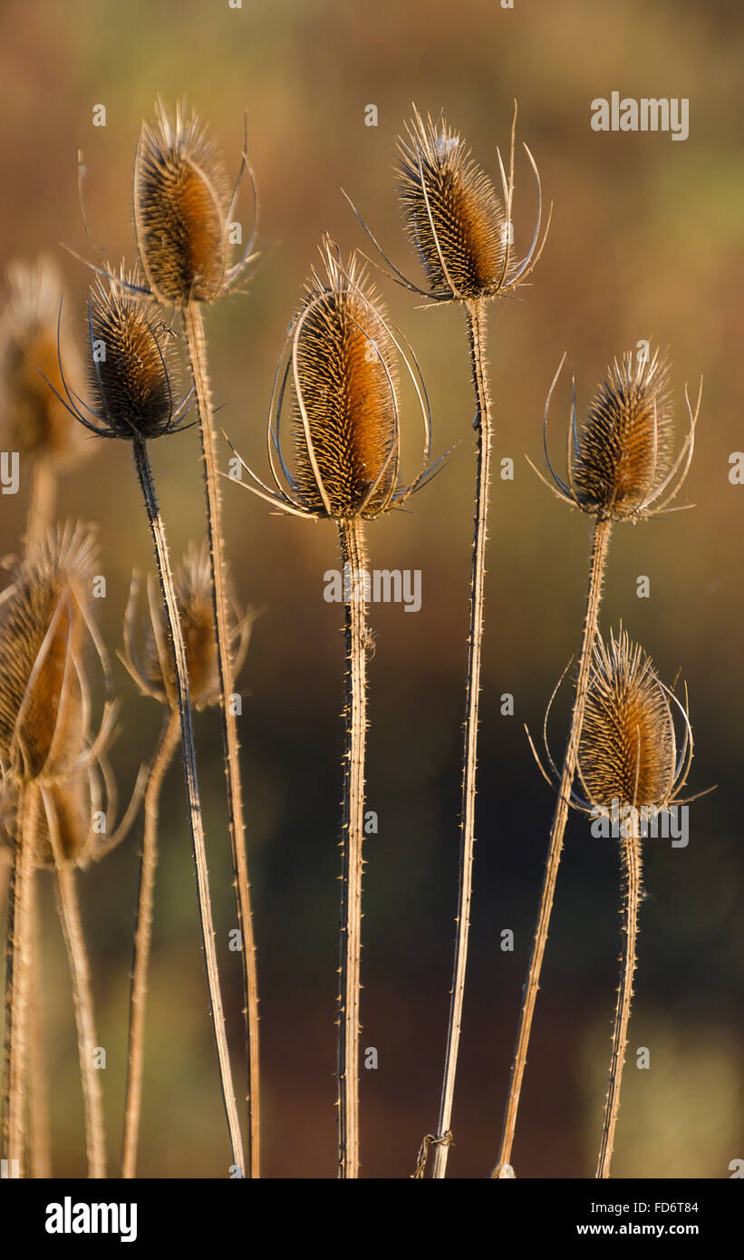 Cat tails in a wetland are highlighted by the setting sun Stock Photo ...