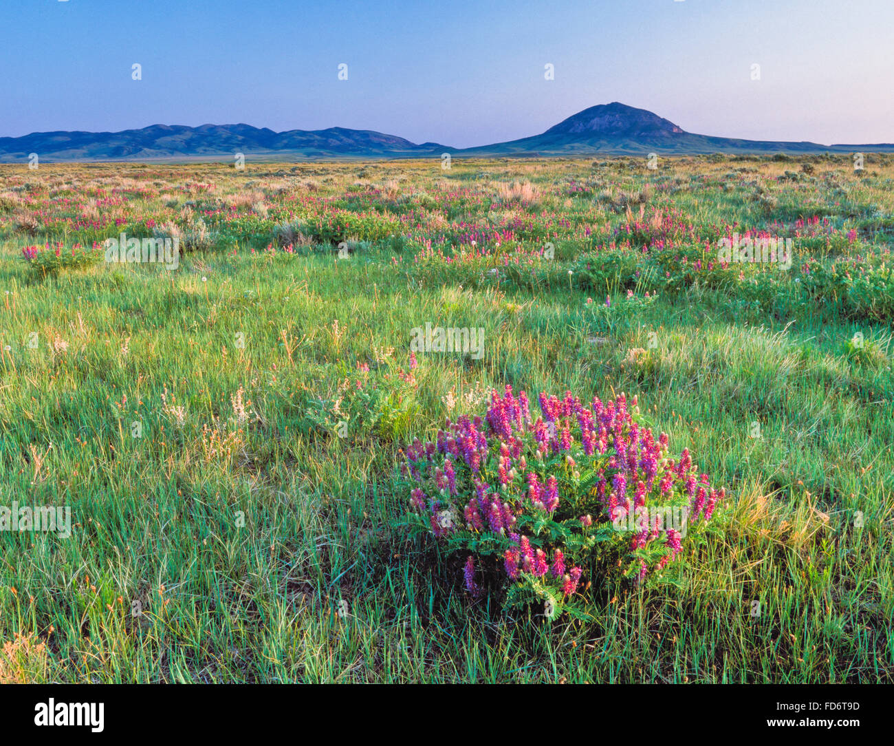 wildflowers on the prairie below black butte and the judith mountains ...