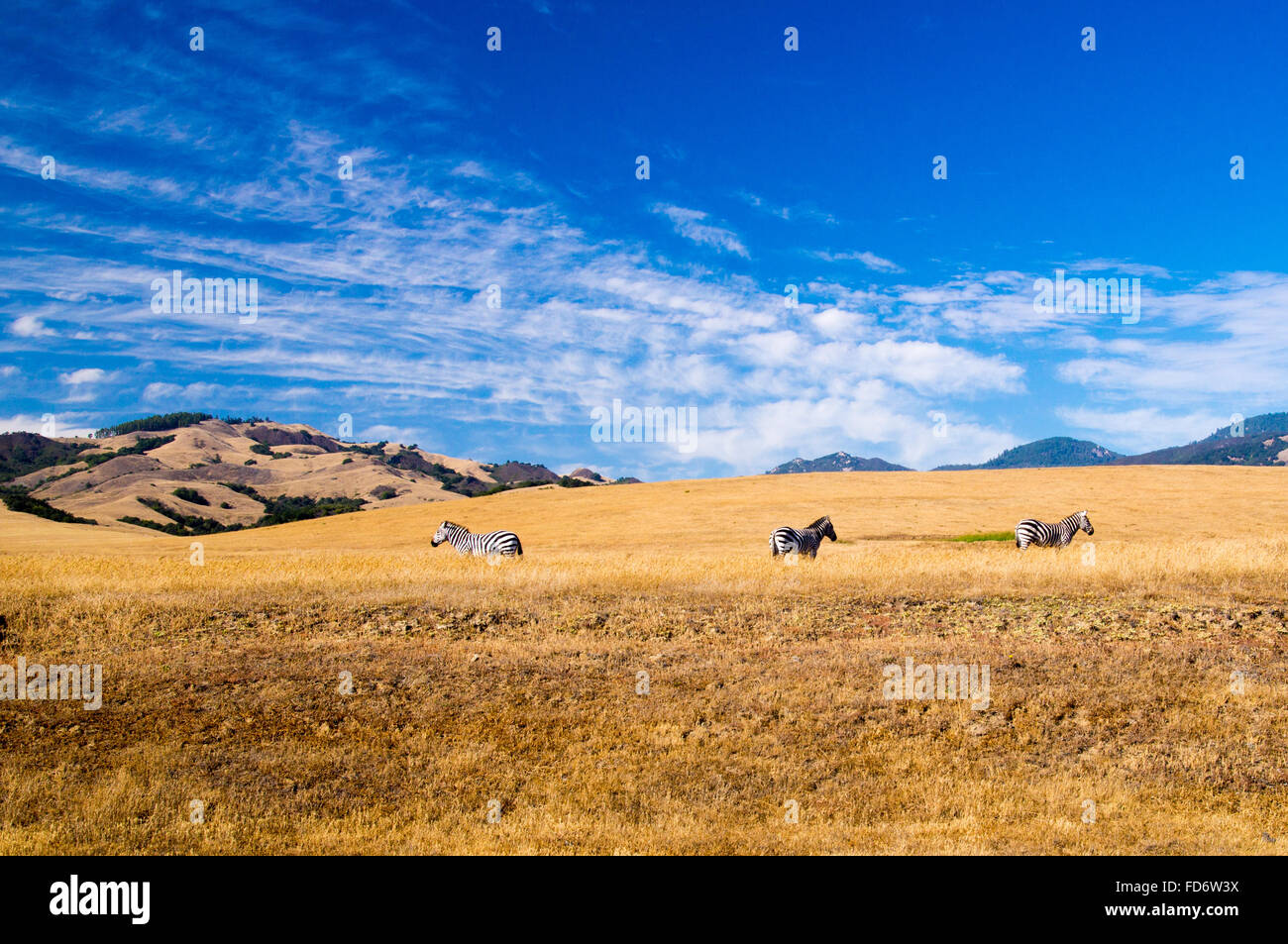 California mammals hi-res stock photography and images - Alamy