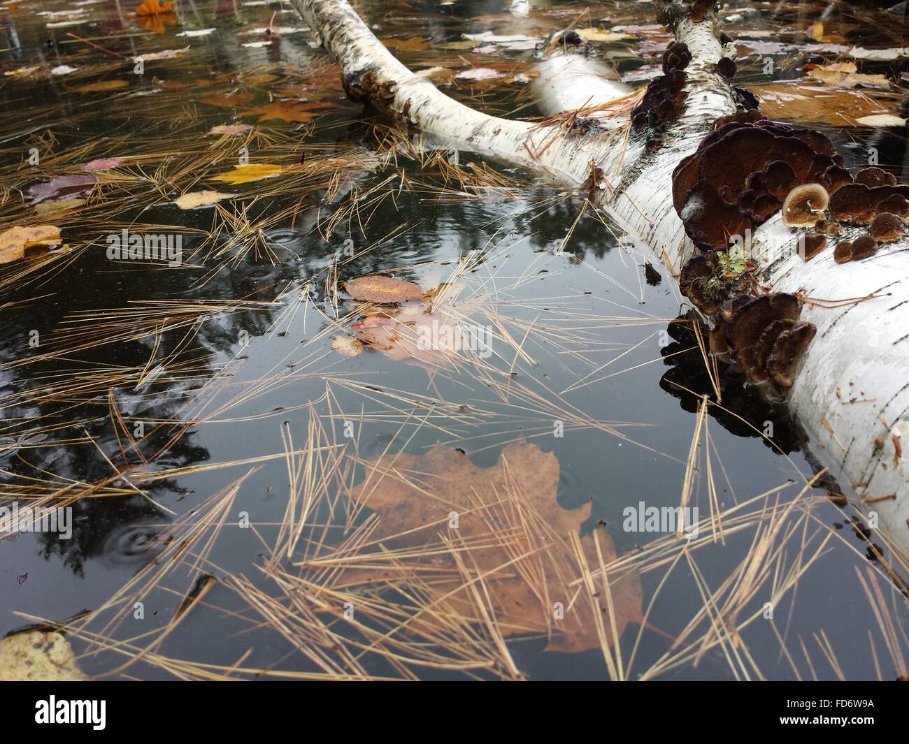 Dead fallen hi-res stock photography and images - Alamy