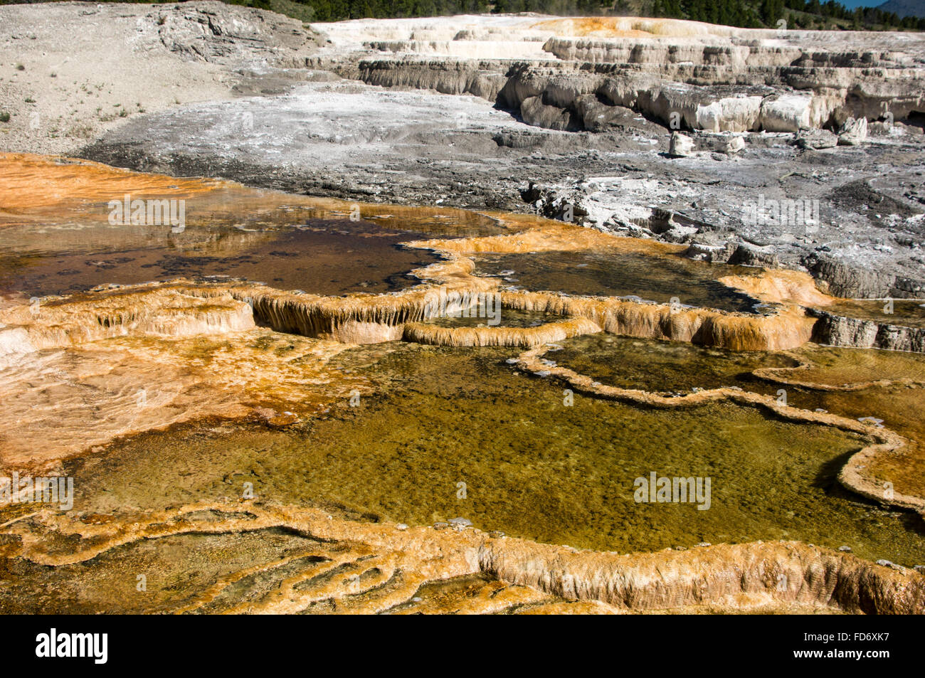 Thermal pools on terraces at Mammoth Hot Springs Stock Photo - Alamy