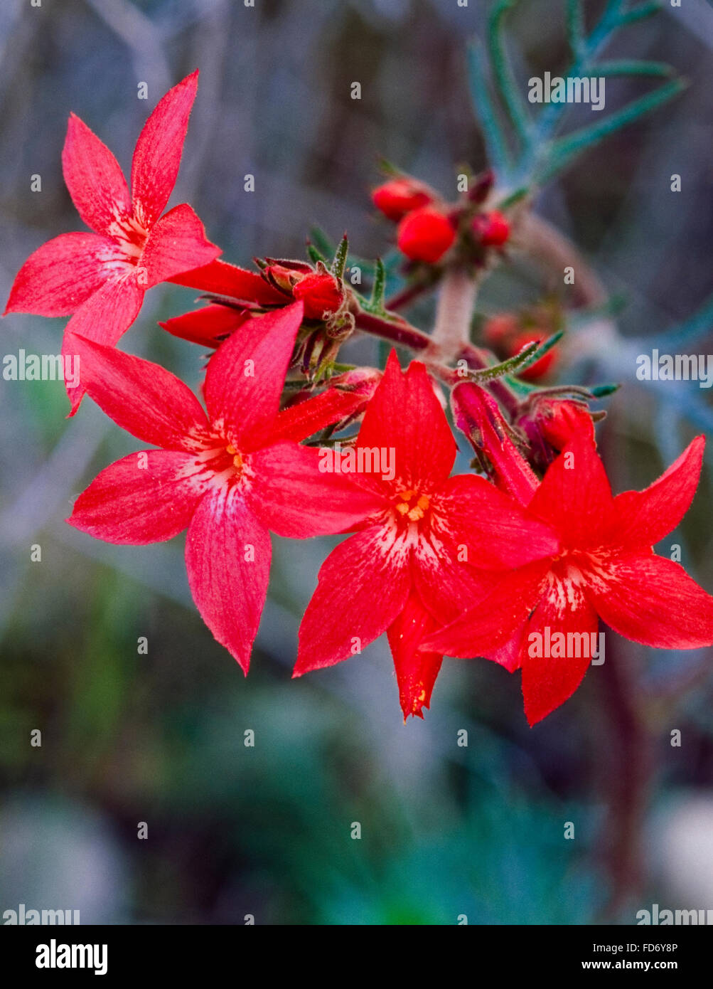 skyrocket flower (ipomopsis aggregata), arizona Stock Photo - Alamy