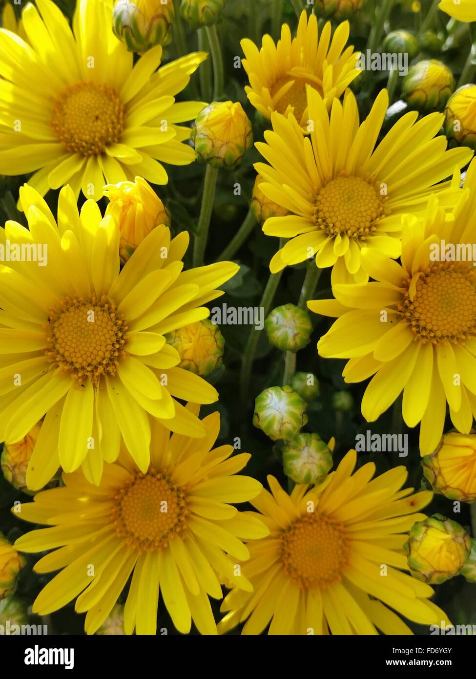 Flower growth stages hi-res stock photography and images - Alamy
