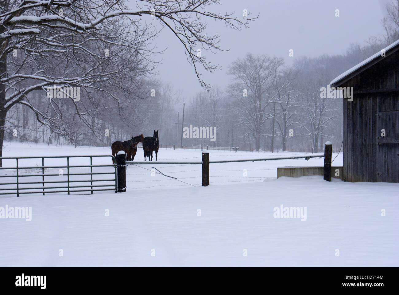 A picture of a farm with horses in the field and a barn to the side on ...