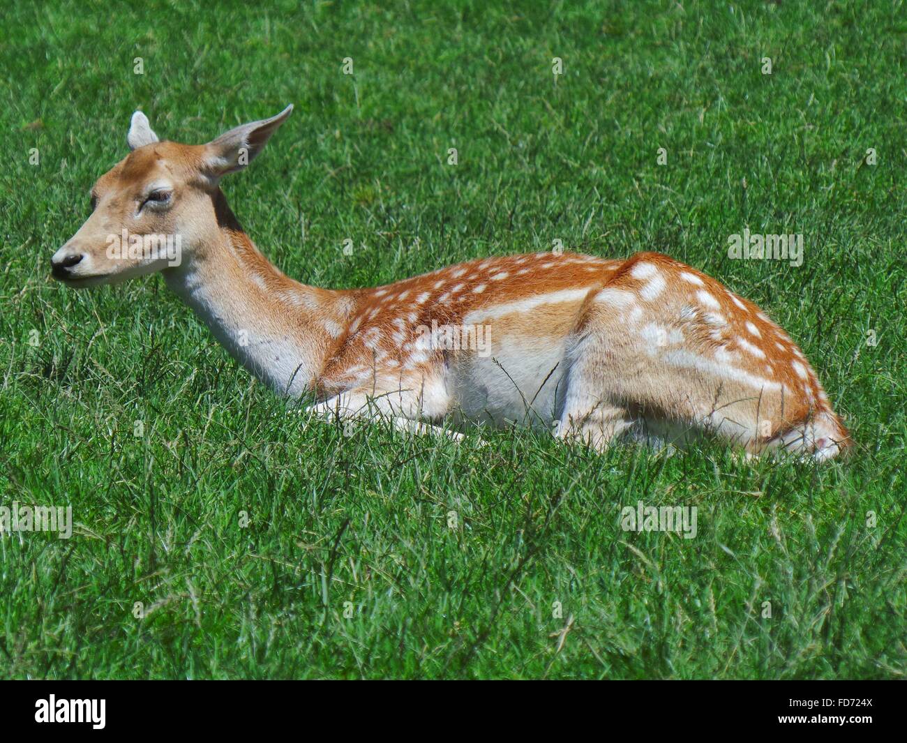 Fawn in the grass hi-res stock photography and images - Alamy