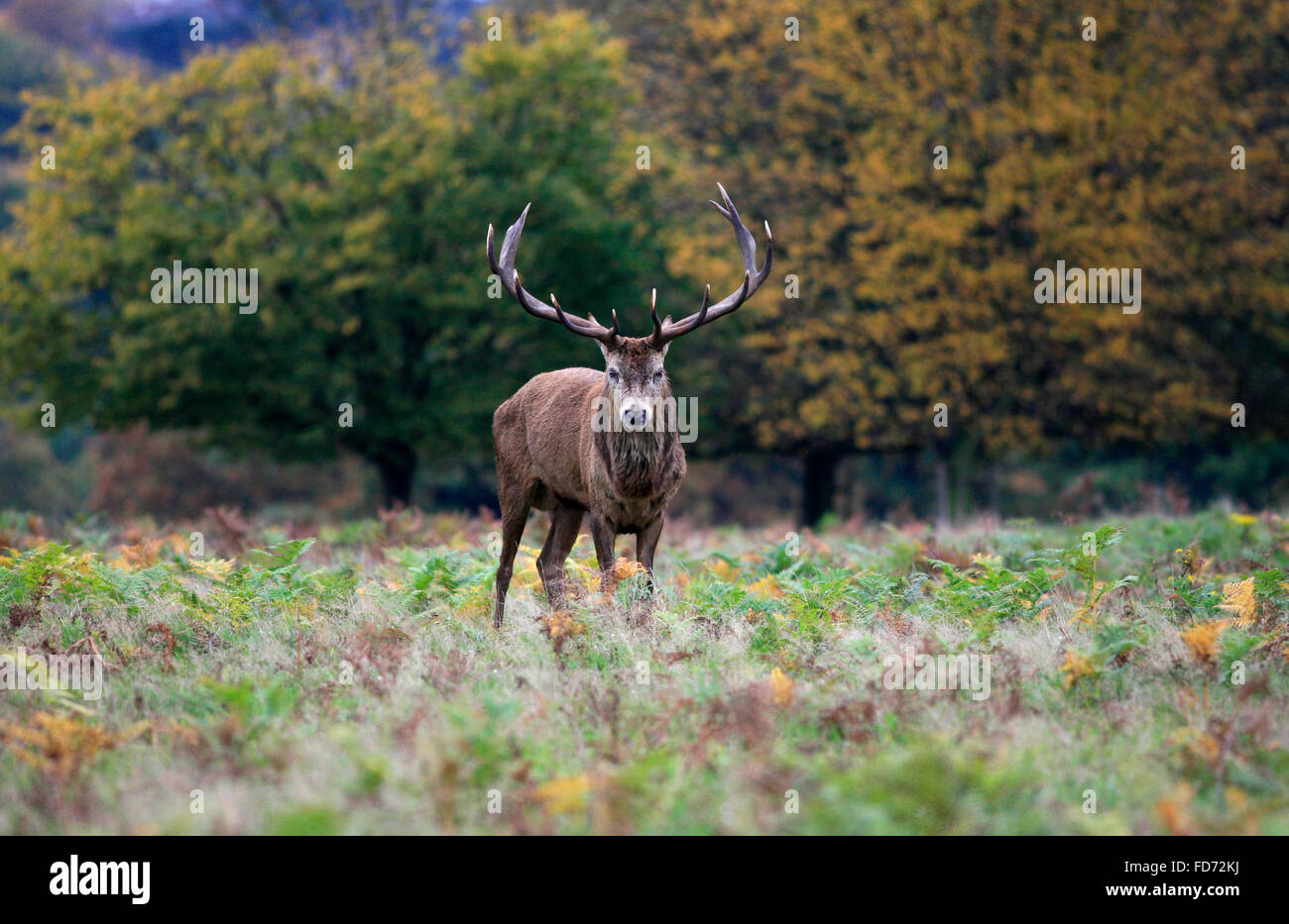 A stag stands amid autumn colours, in Richmond Park, London, October 30 ...
