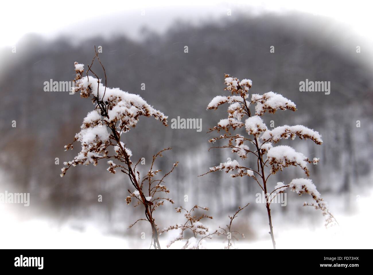 Weeds plants hi-res stock photography and images - Alamy