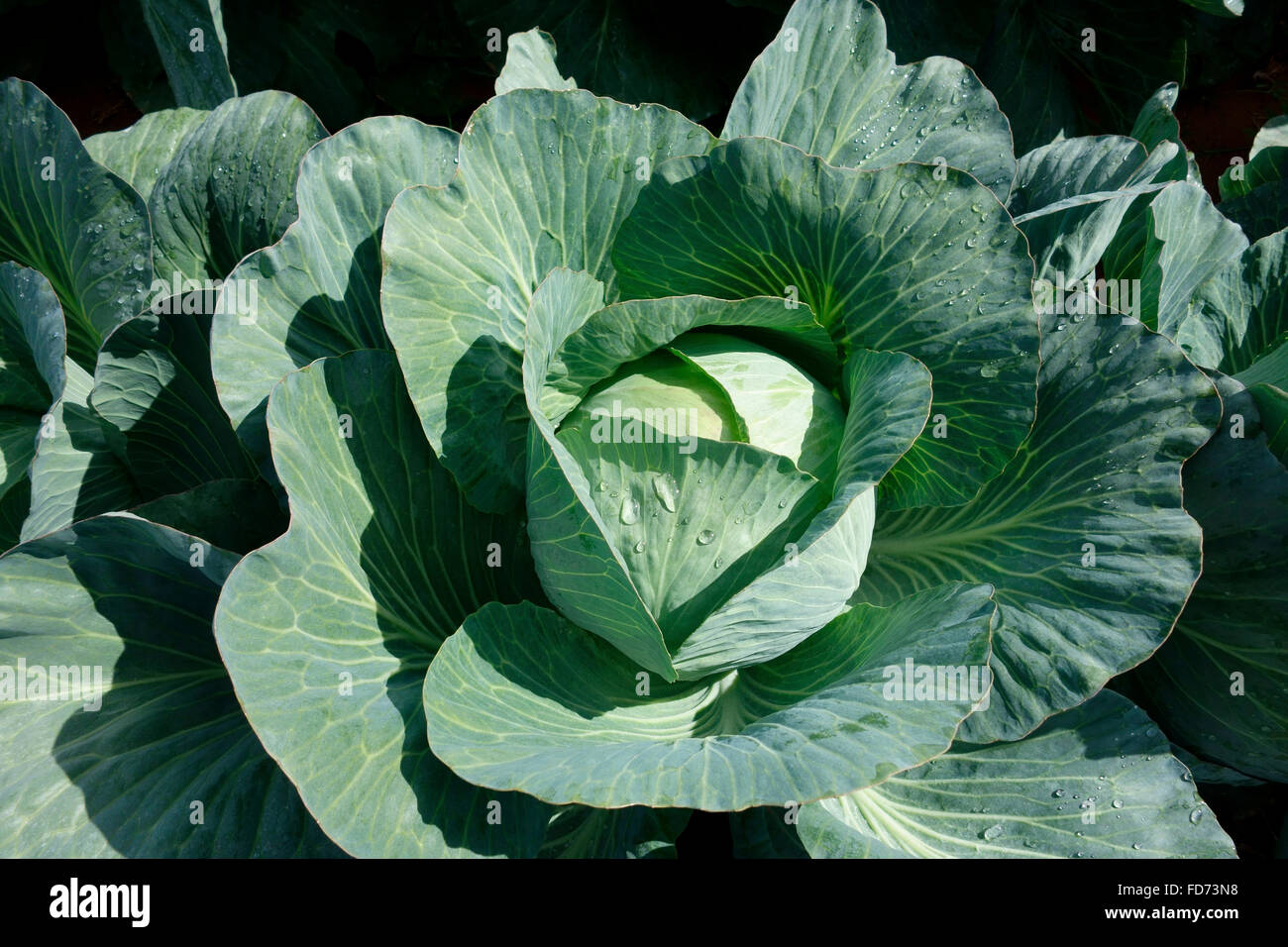A head of cabbage Stock Photo - Alamy