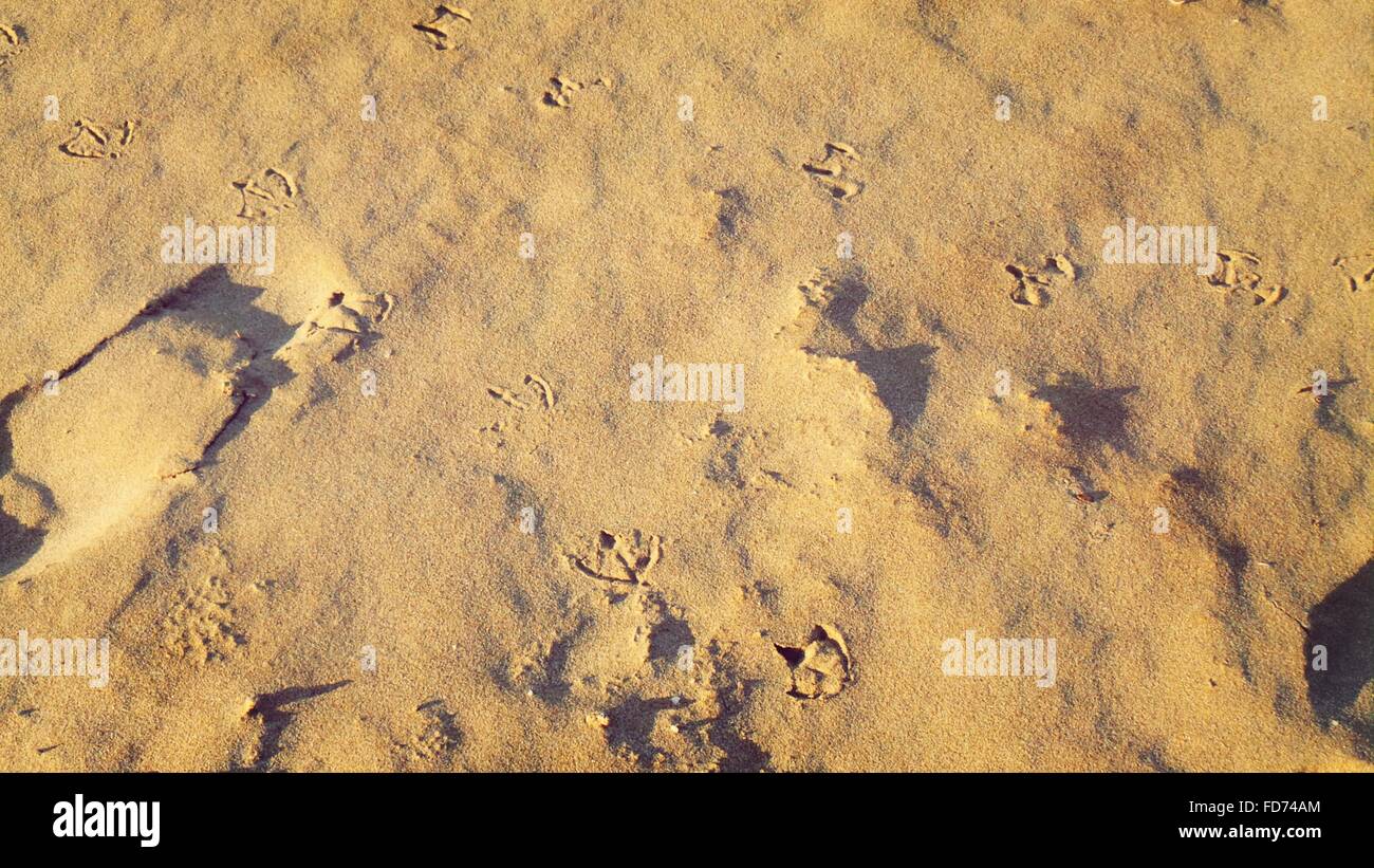 Urban animal tracks hi-res stock photography and images - Alamy