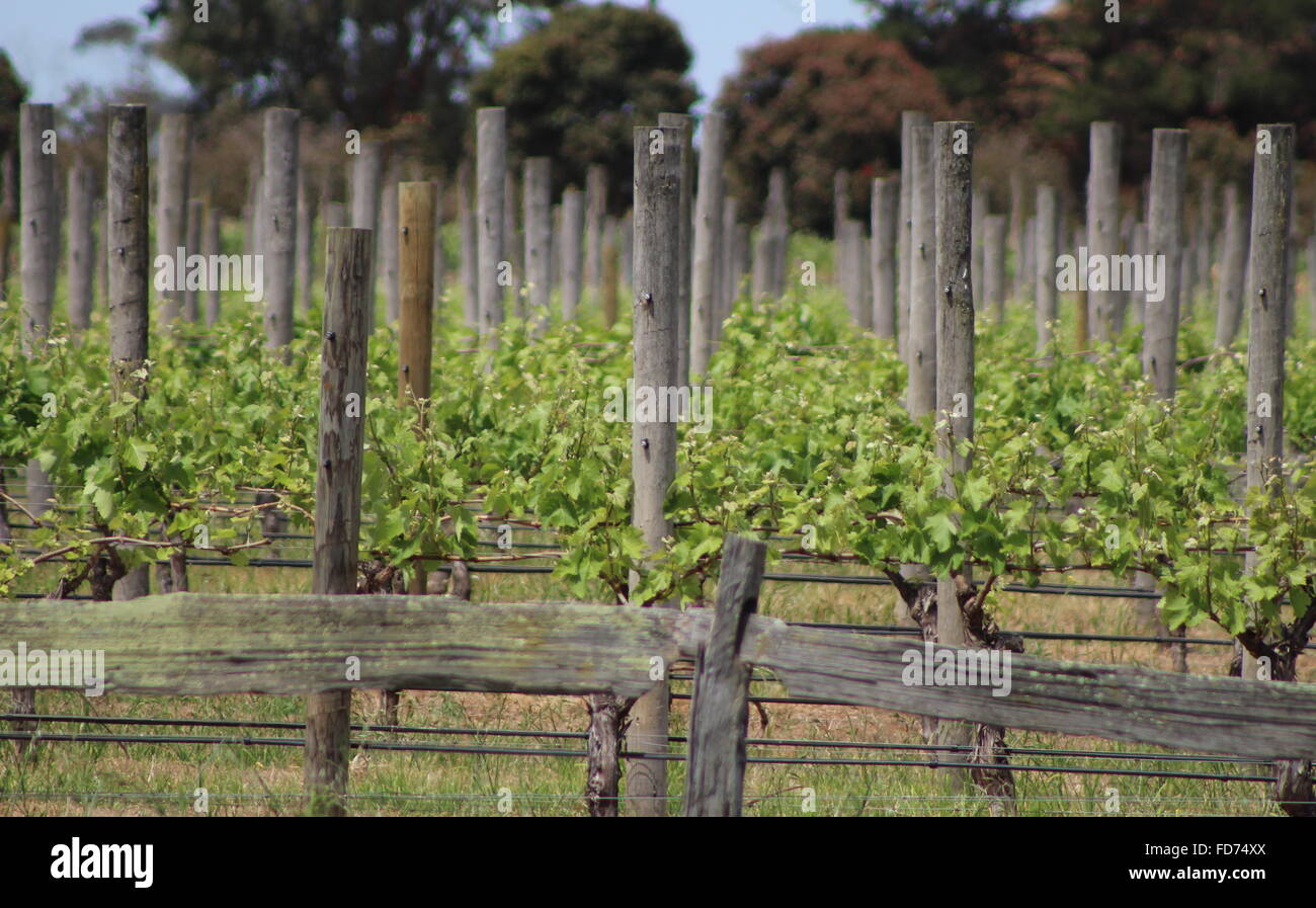 Wooden Posts In Vineyard Stock Photo - Alamy