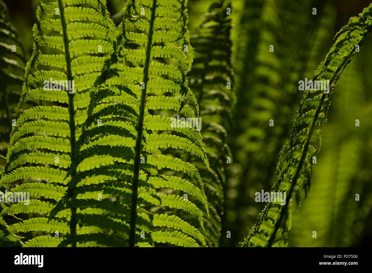 Close Up Of Ferns High Resolution Stock Photography and Images - Alamy