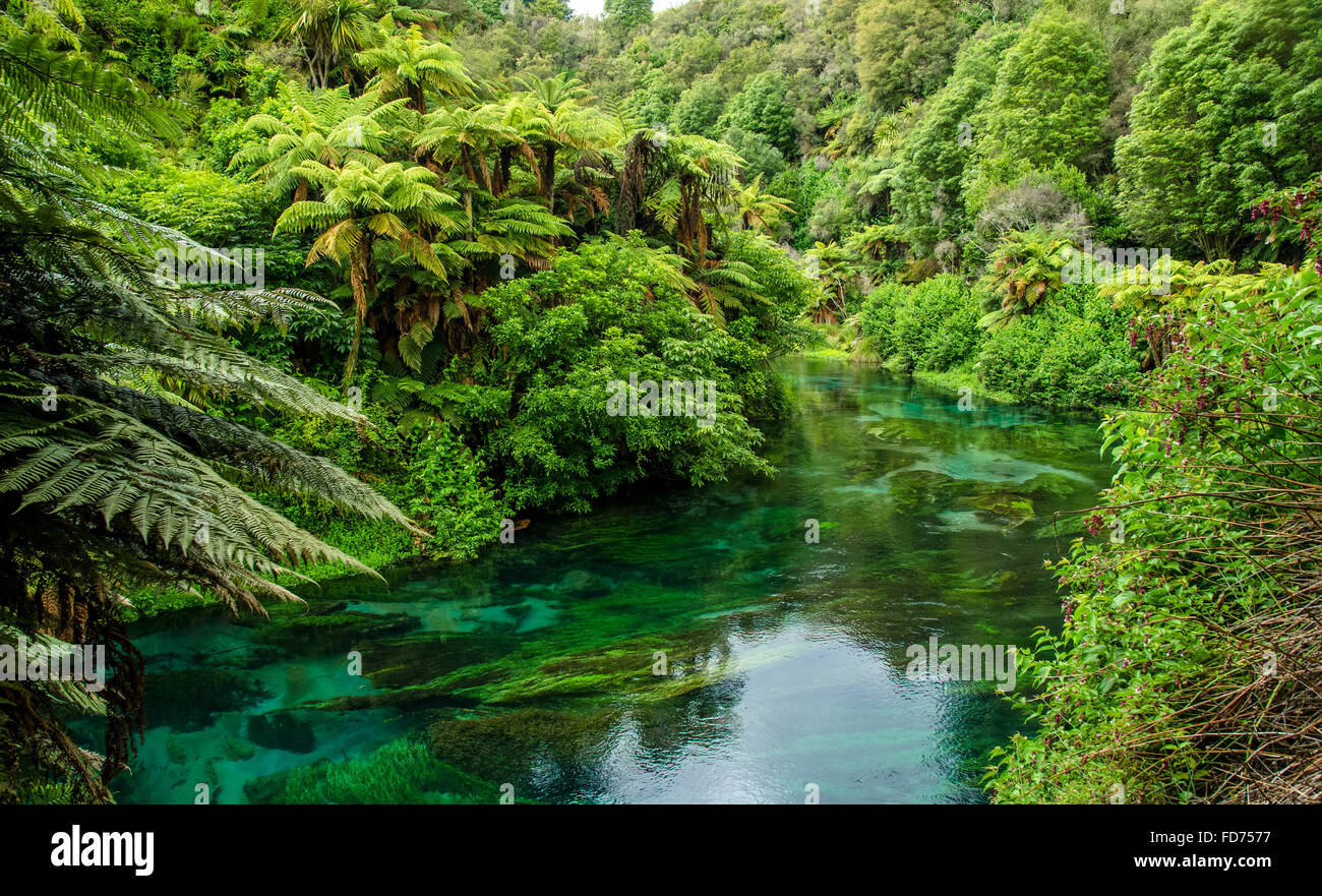 Blue Spring which is located at Te Waihou Walkway,Hamilton New Zealand ...
