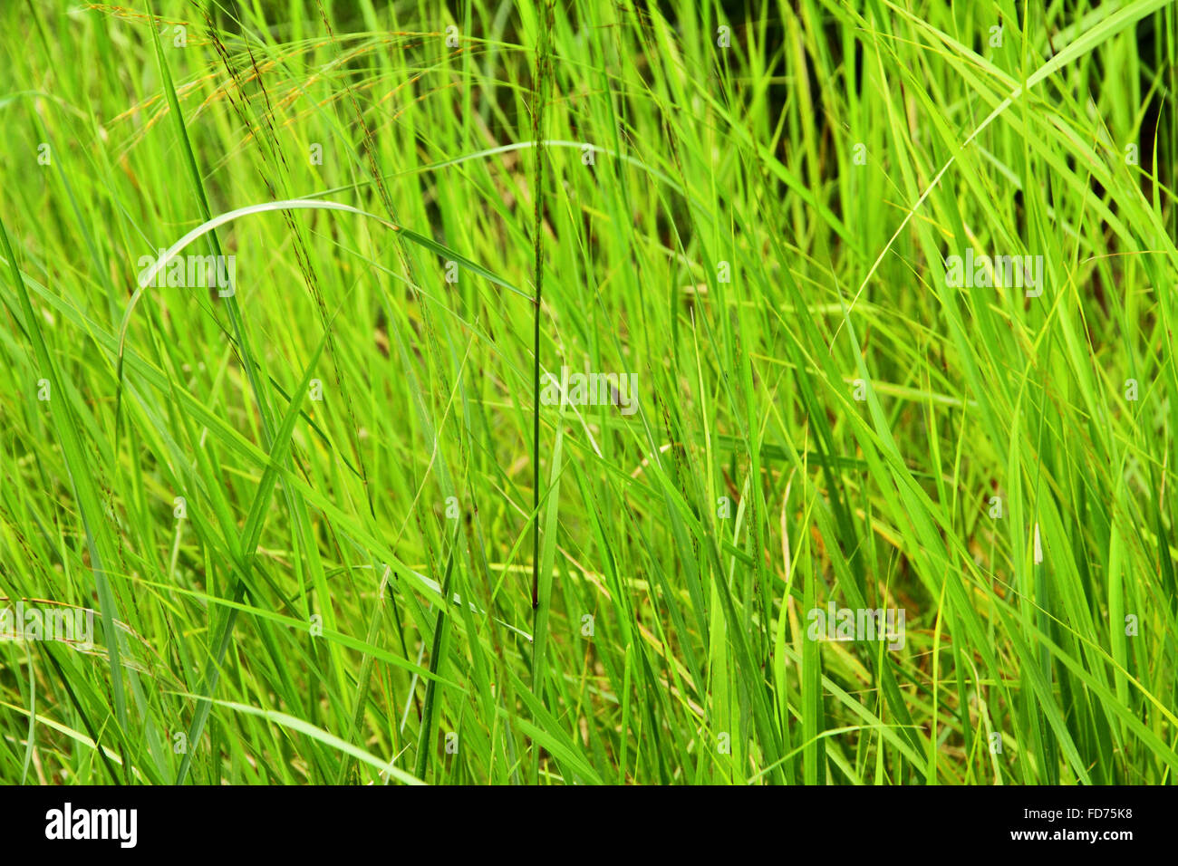 Vibrant long jungle grass background Stock Photo - Alamy