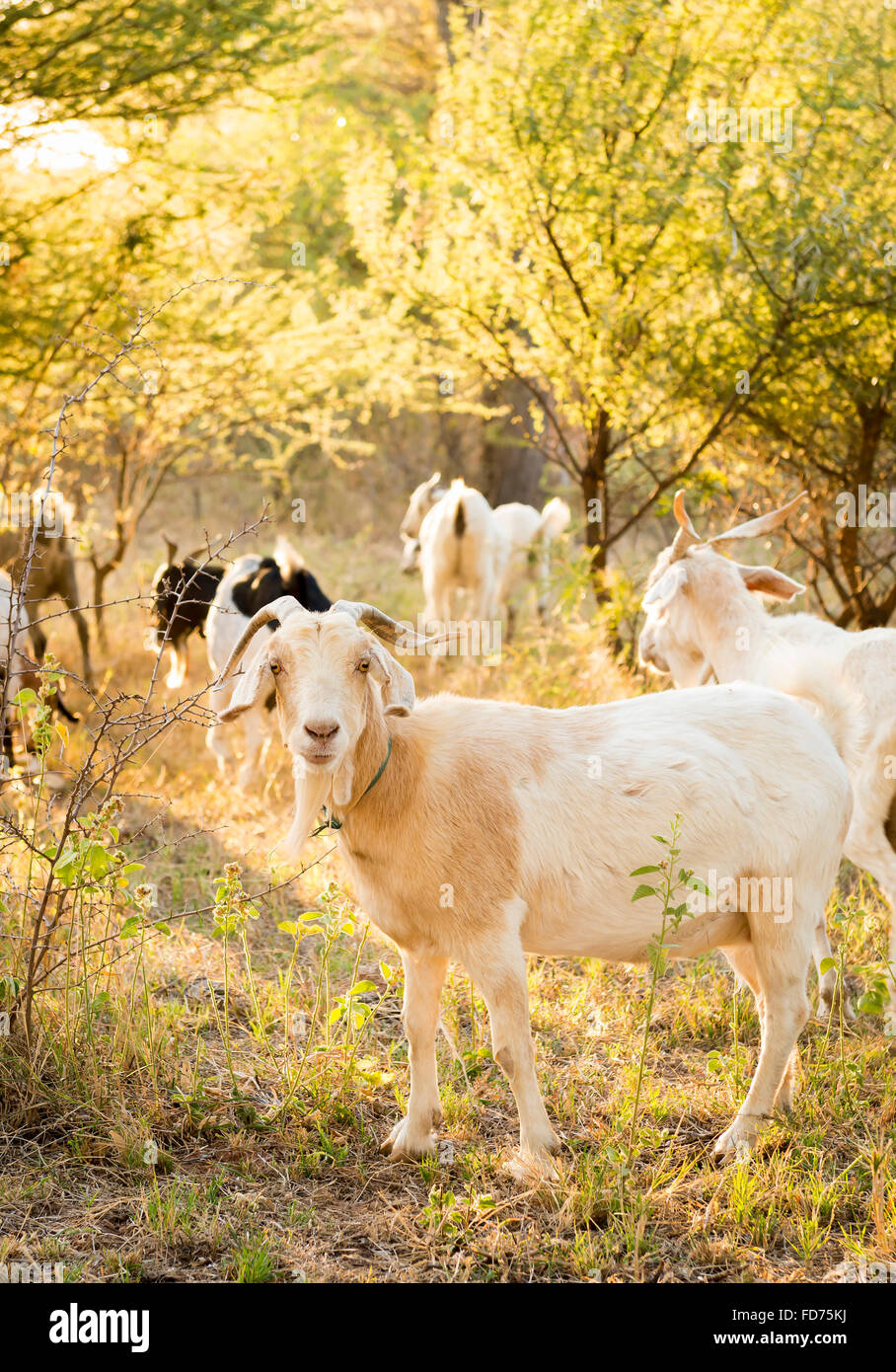 Goats grazing in beautiful sunset light filtering down through trees ...