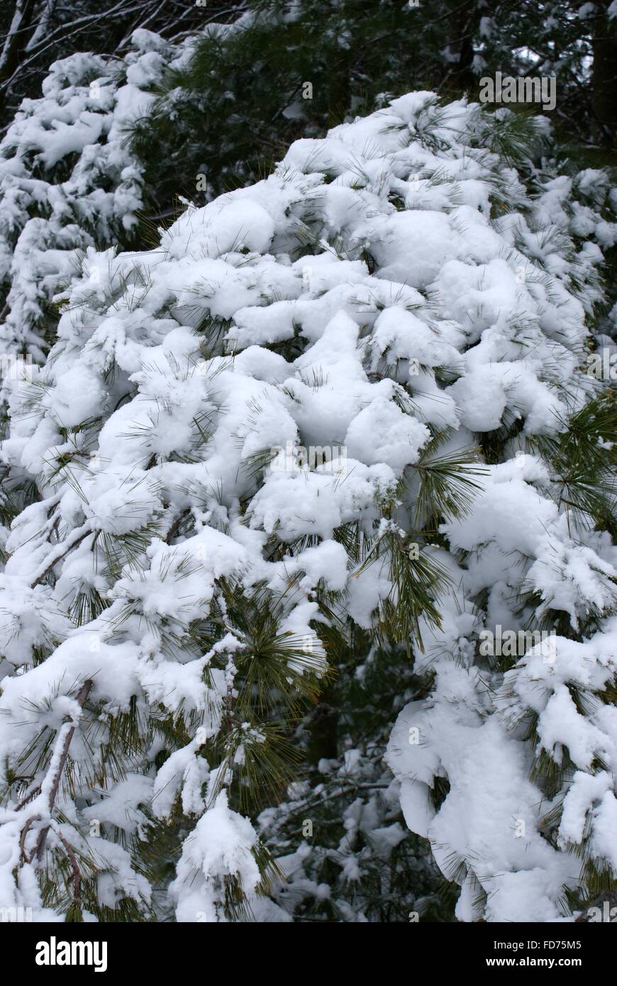 A heavy snow build up on the pine trees makes a beautiful snow photo ...