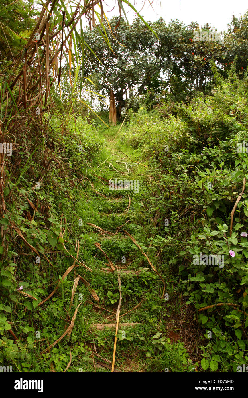 A pathway of overgrown jungle steps cut into a hillside Stock Photo - Alamy