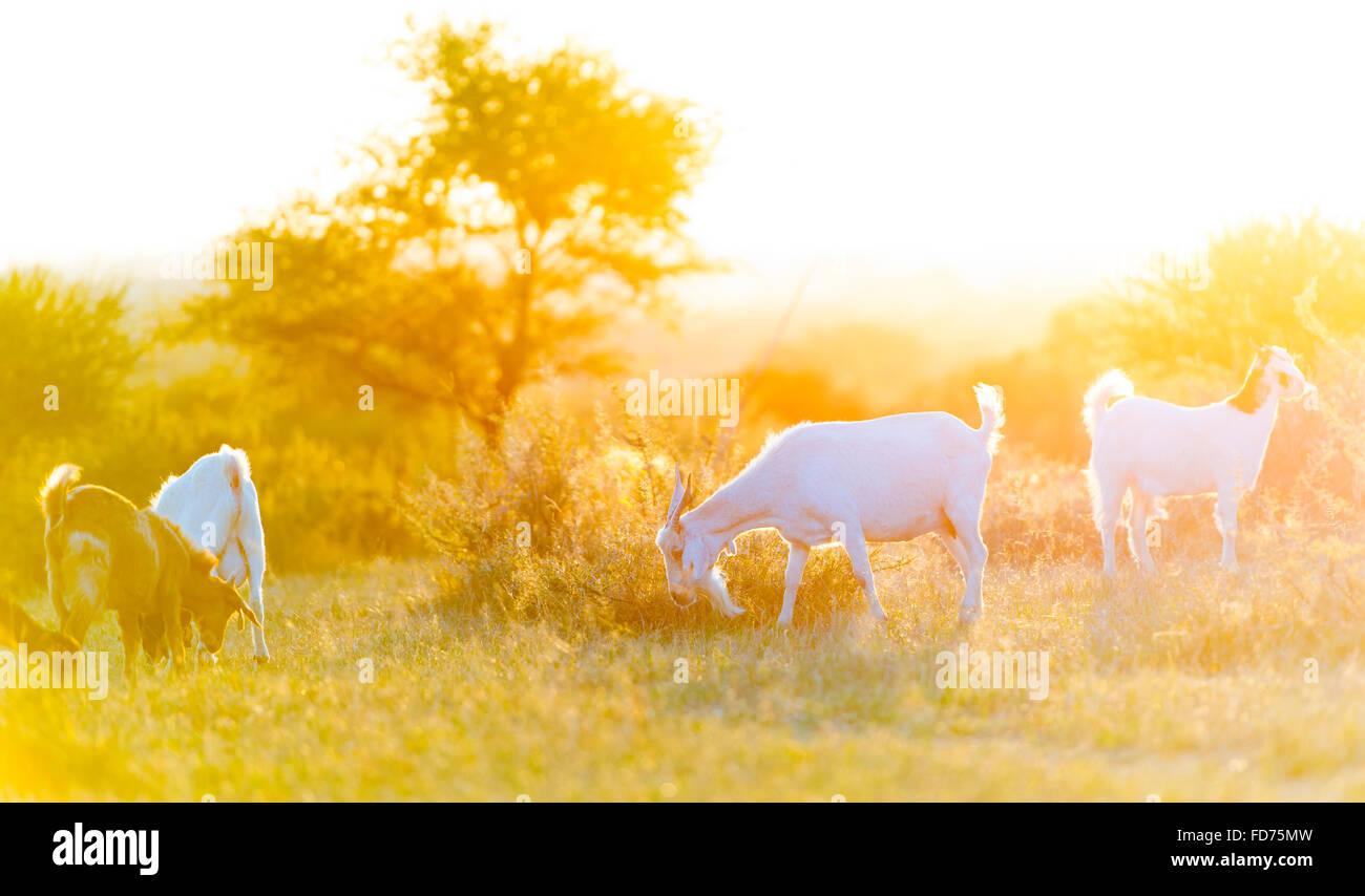 Goats grazing in beautiful sunset light filtering down on the field ...
