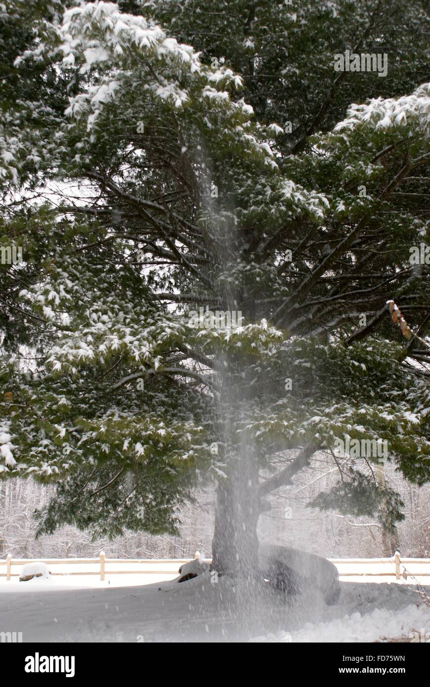 Winter time with trees heavy in snow, snow falling off the branches ...