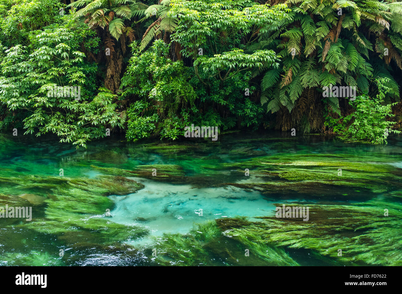 Blue Spring which is located at Te Waihou Walkway,Hamilton New Zealand ...