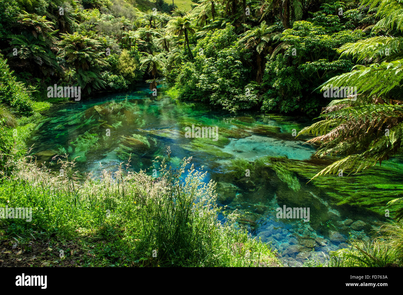 Blue Spring which is located at Te Waihou Walkway,Hamilton New Zealand ...