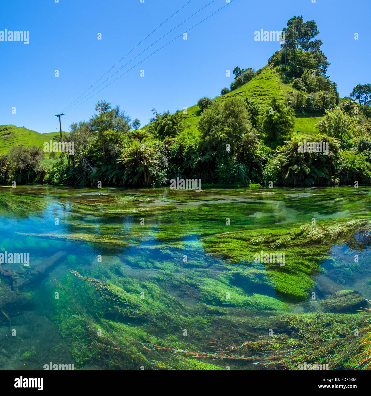 Blue Spring which is located at Te Waihou Walkway,Hamilton New Zealand ...
