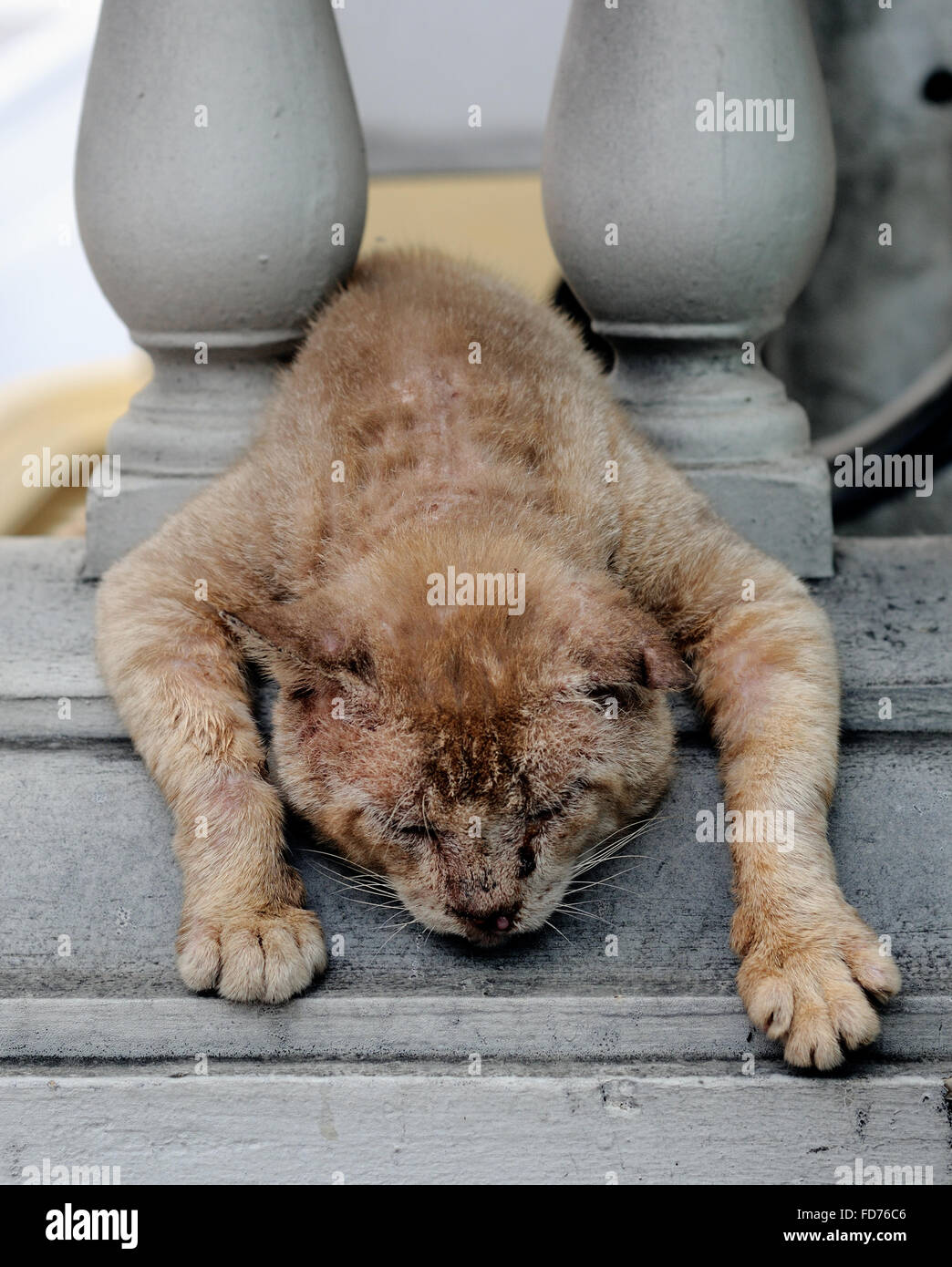 Between the railing hi-res stock photography and images - Alamy