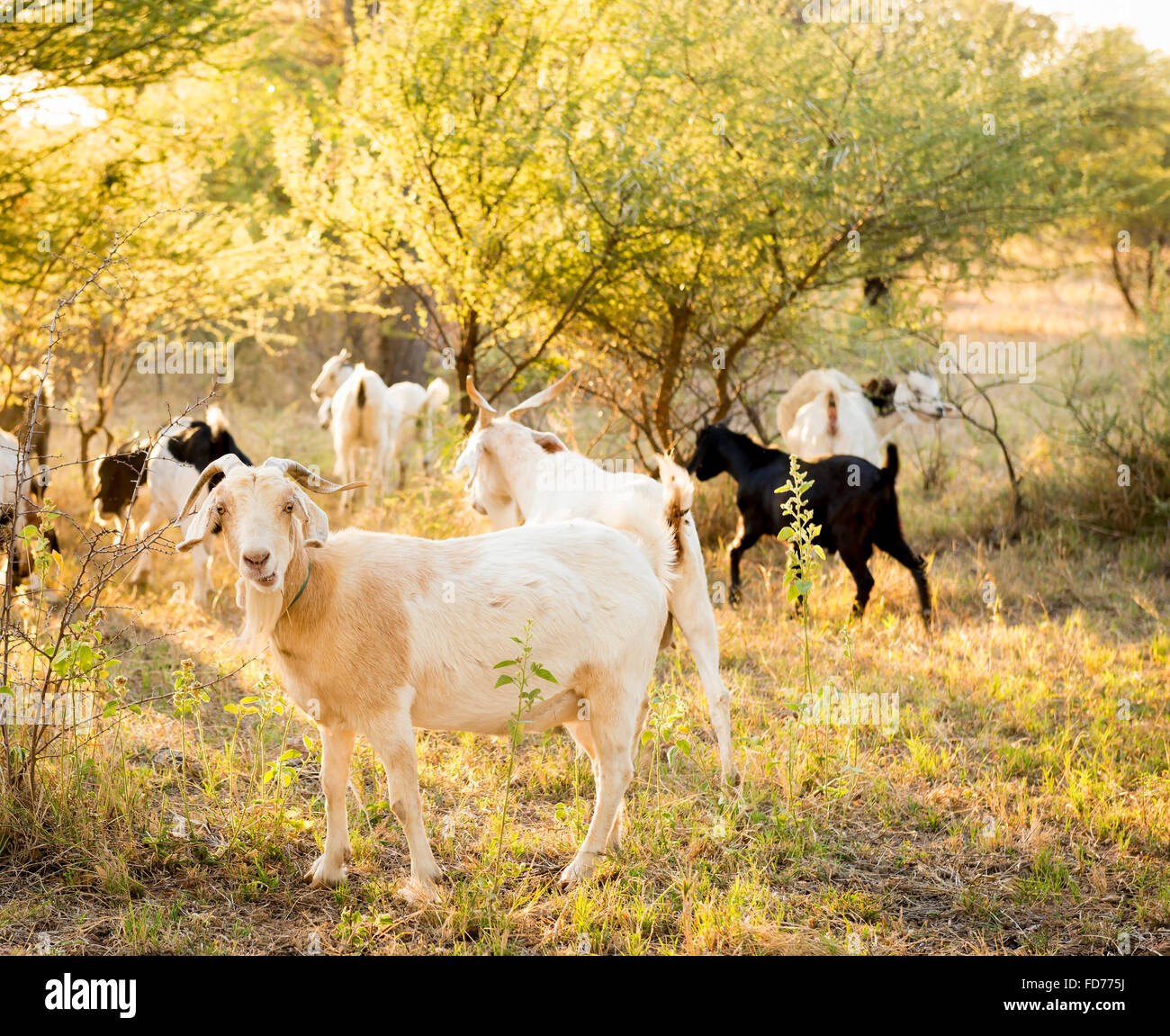 Goats grazing in beautiful sunset light filtering down on the field ...