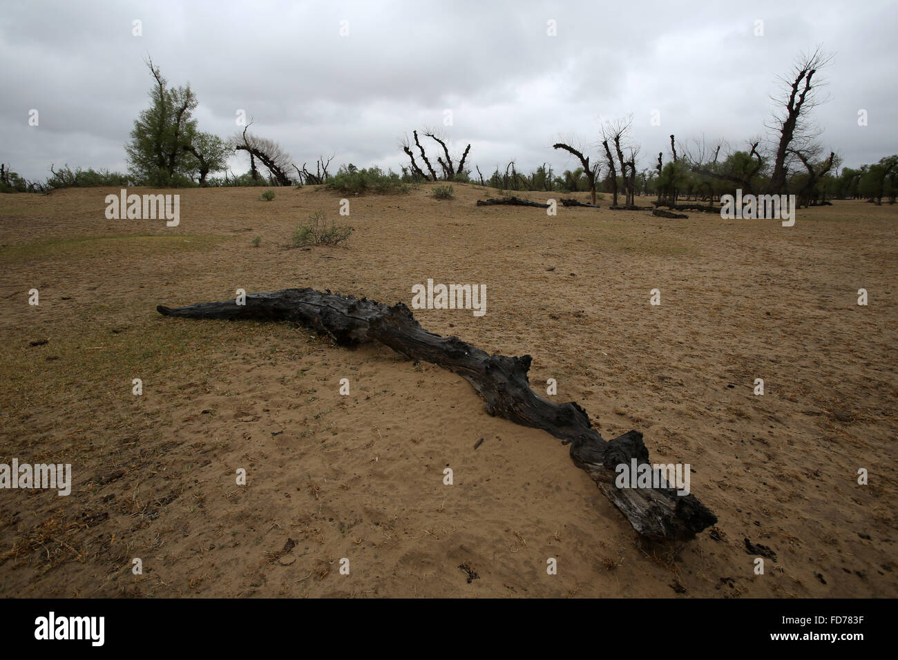 Naiman banner hi-res stock photography and images - Alamy
