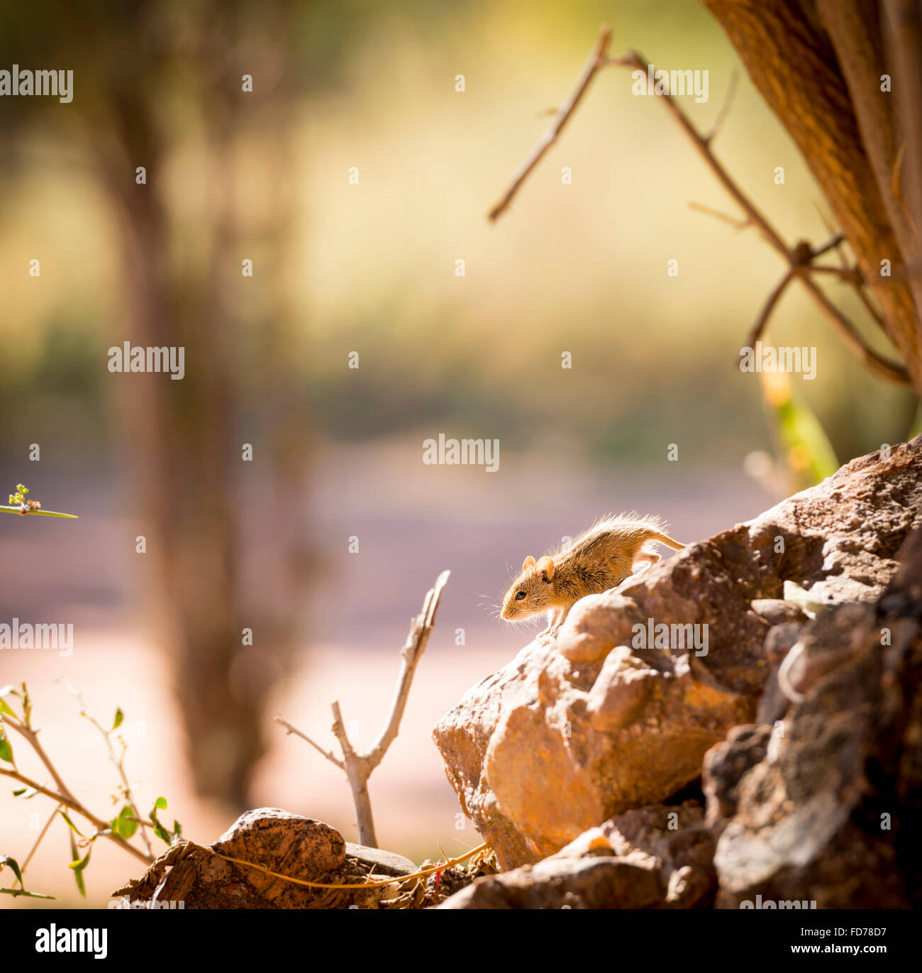 Cute striped field mouse sitting on a rock with late afternoon sun ...