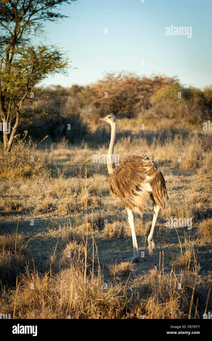 Large wild Ostrich in Botswana, Africa while on safari Stock Photo - Alamy