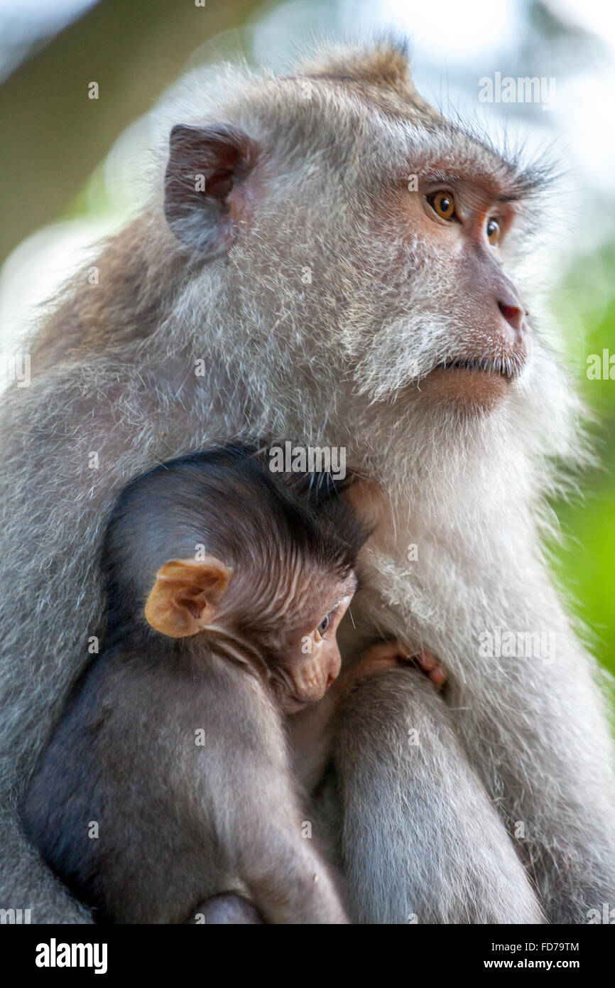 Long-tailed macaque (Macaca fascicularis), baby monkey with a round ...