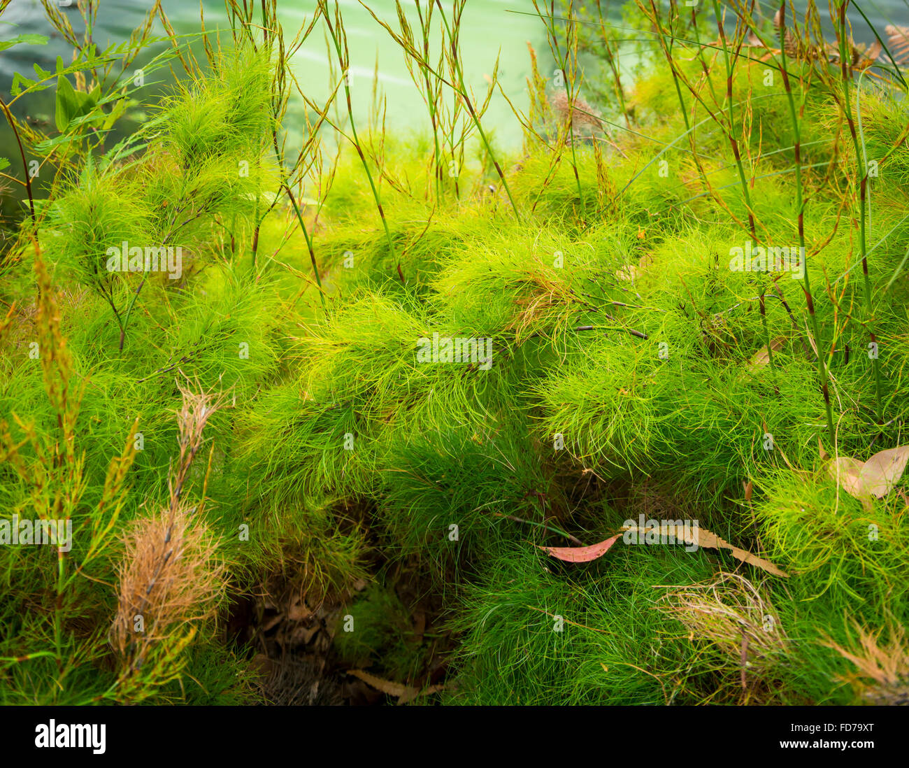 Soft green background formed by lush soft plants growing on the edge of ...