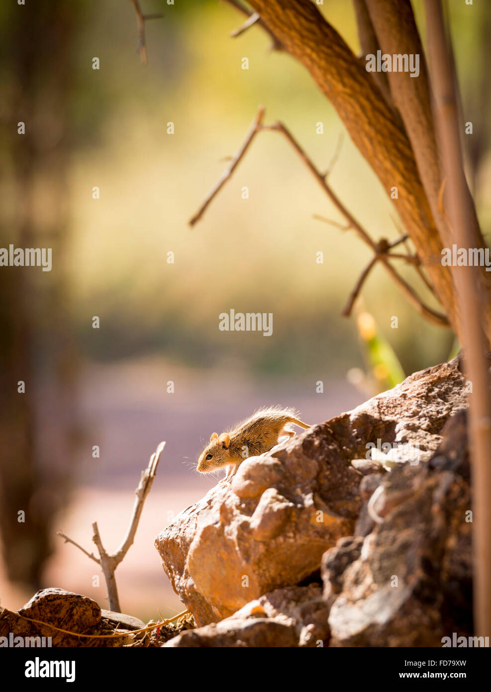 Striped field mice hi-res stock photography and images - Alamy