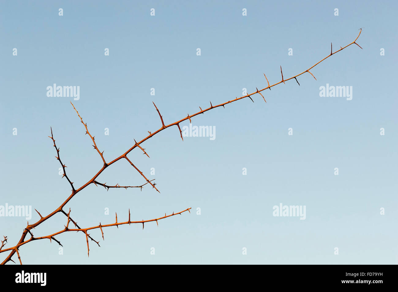 Thorns on a thorny tree in Botswana, Africa, stretch into the blue sky ...