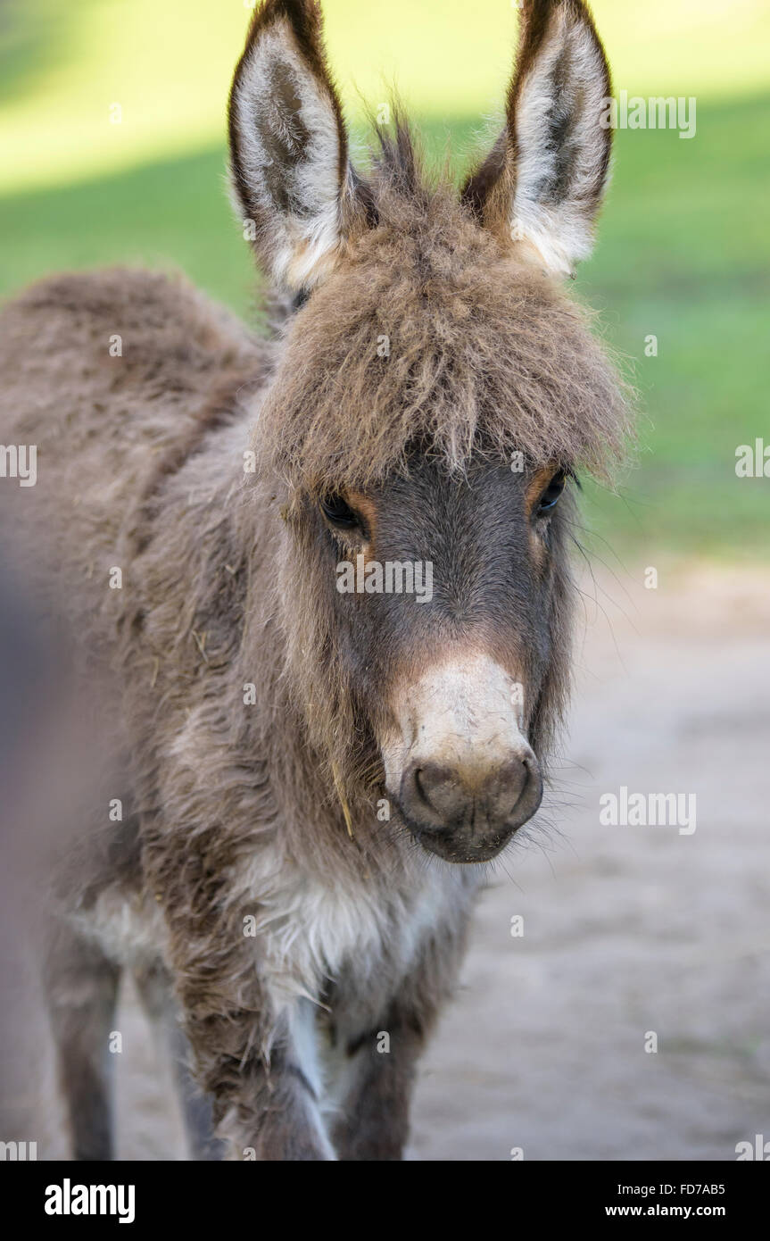 Cute Mini Donkey
