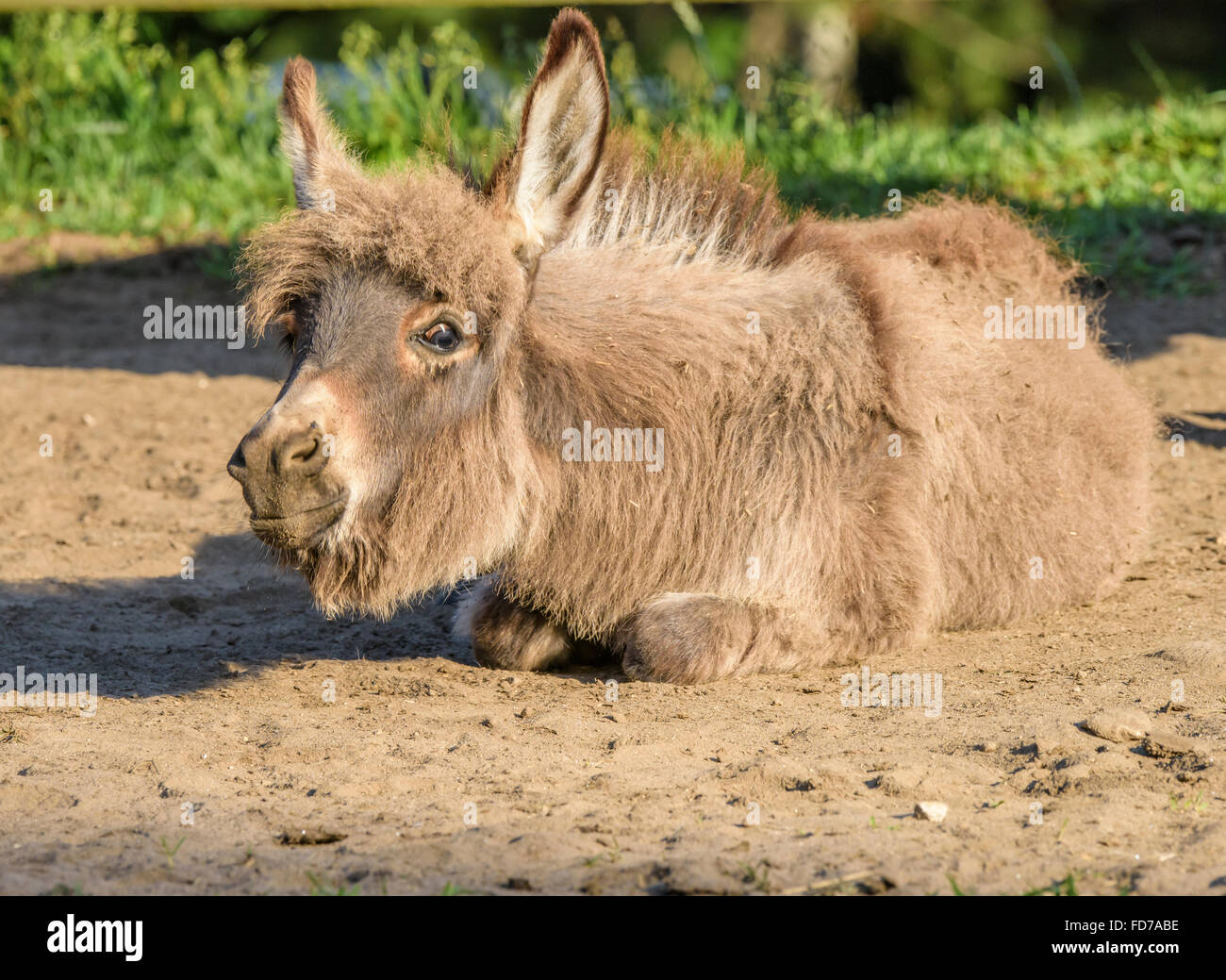 Miniature donkey foal lying in dirt Stock Photo - Alamy