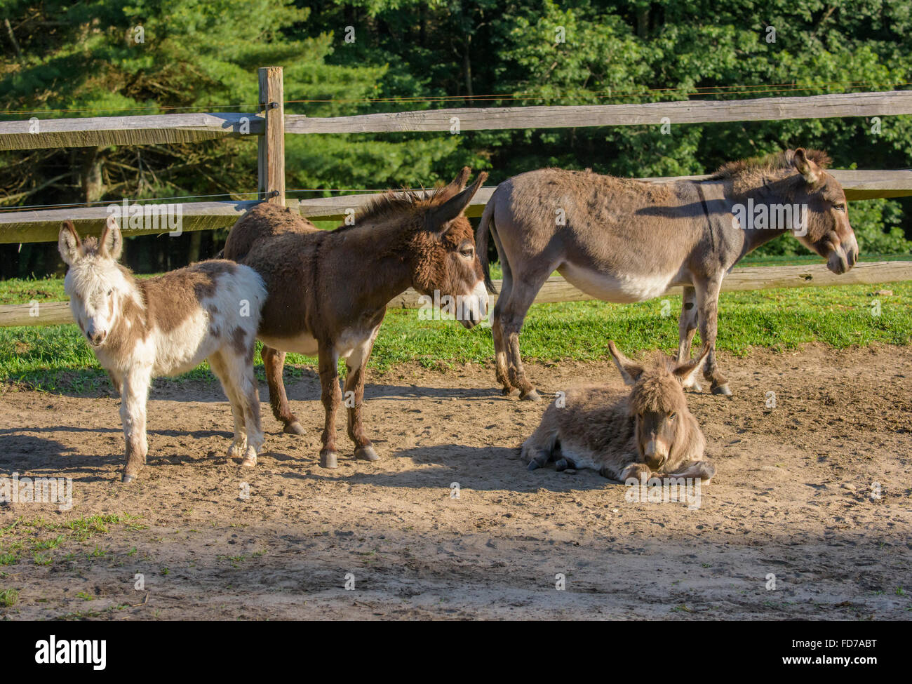 Donkey foals hi-res stock photography and images - Alamy