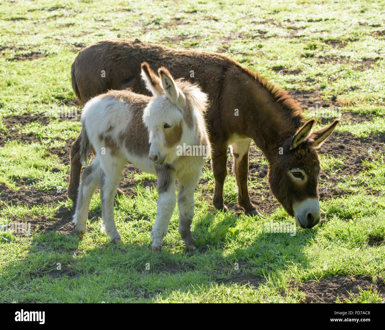 Spotted Miniature Donkey