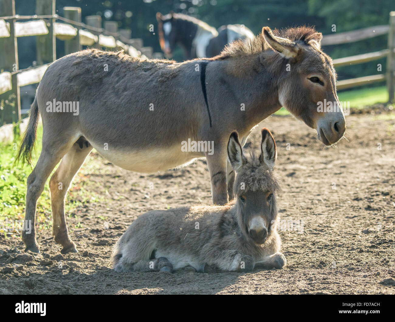 Split Travel Blog Things To Do In Split Chasing The Donkey