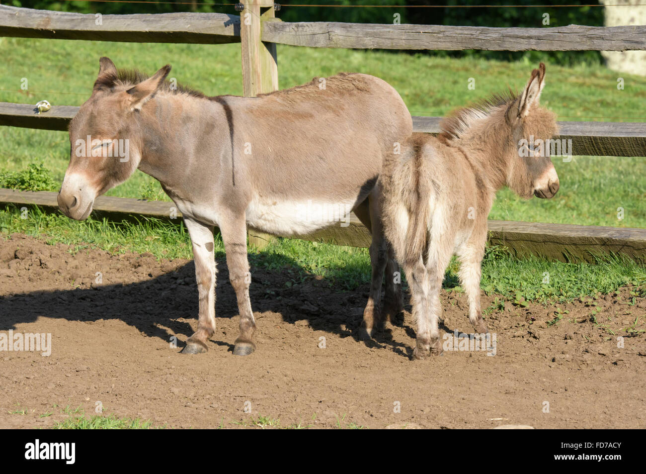 Miniature donkey jenny and foal Stock Photo - Alamy
