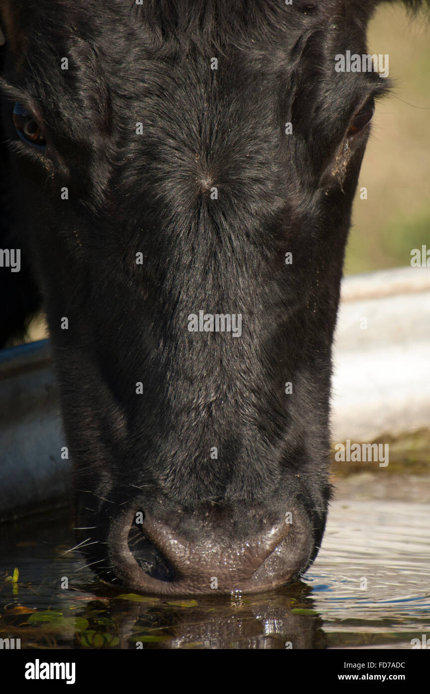 Angus Cattle cow drinking water from trough in grass pasture Stock ...