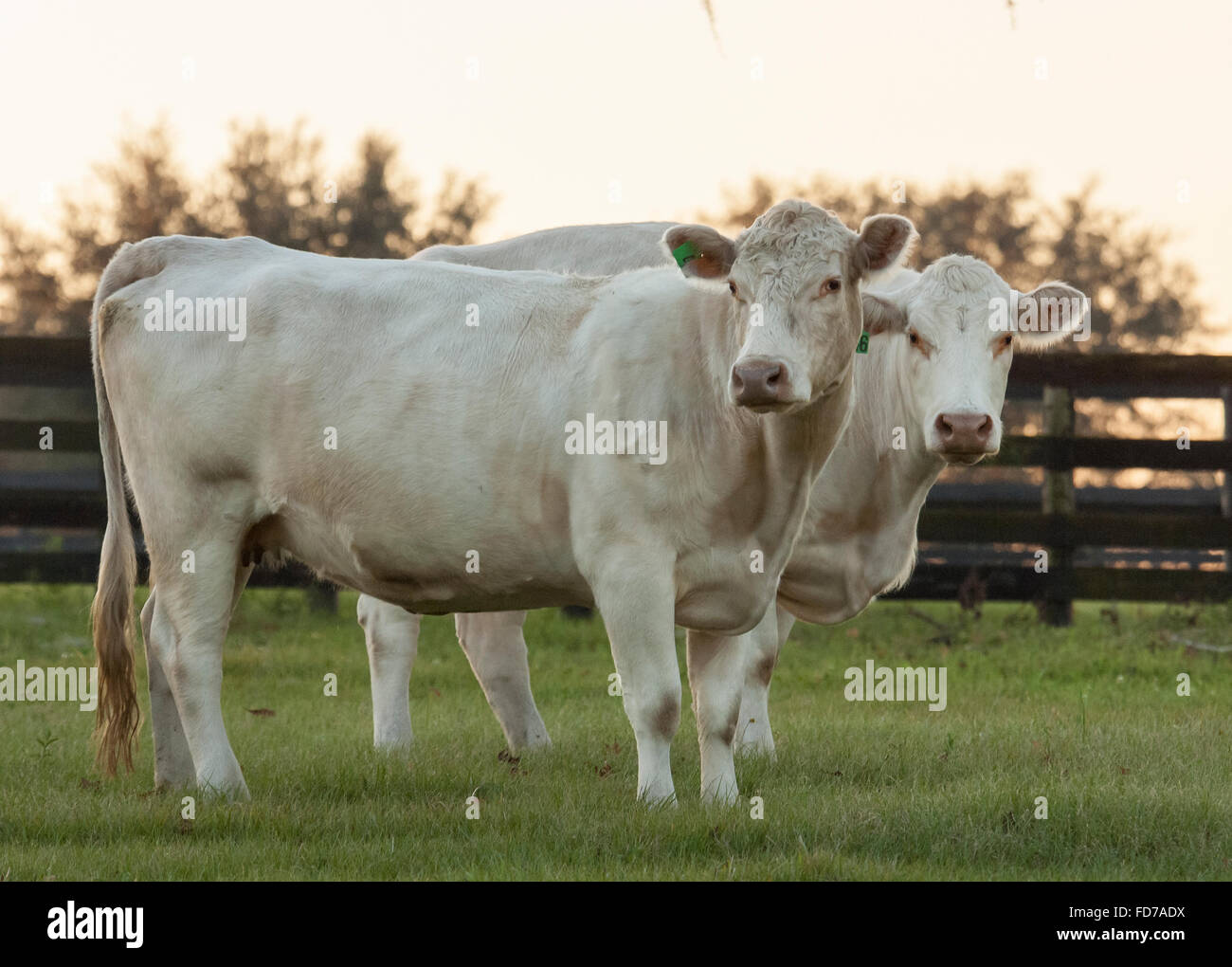 Charolais cattle hi-res stock photography and images - Alamy