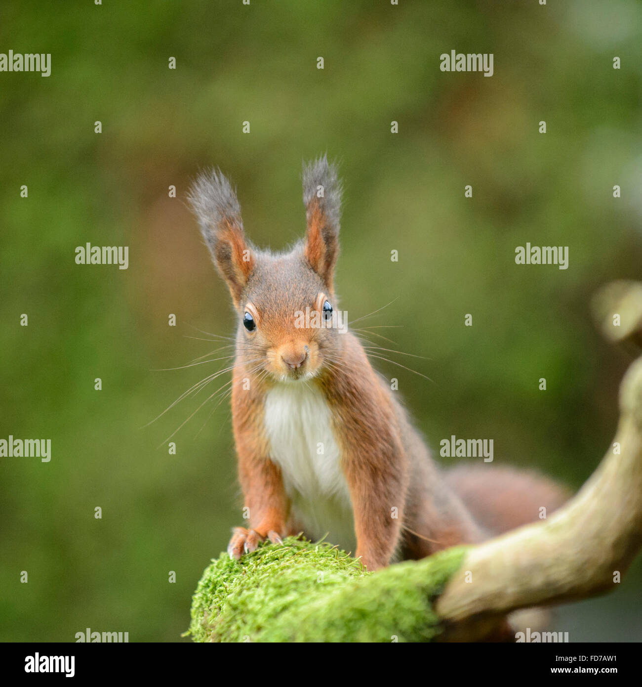 Red squirrel with large ear tufts Stock Photo - Alamy