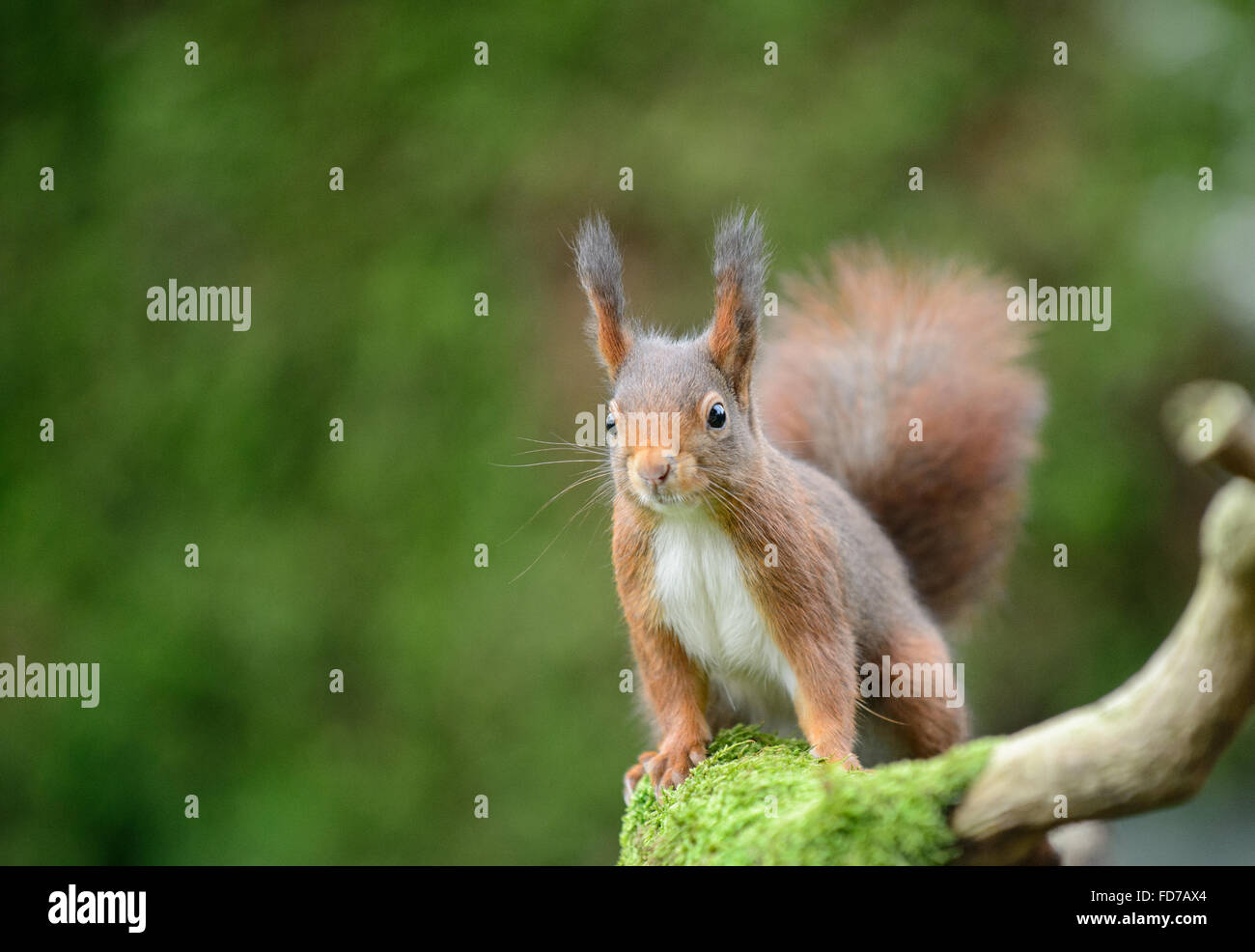 Red squirrel with large ear tufts Stock Photo - Alamy